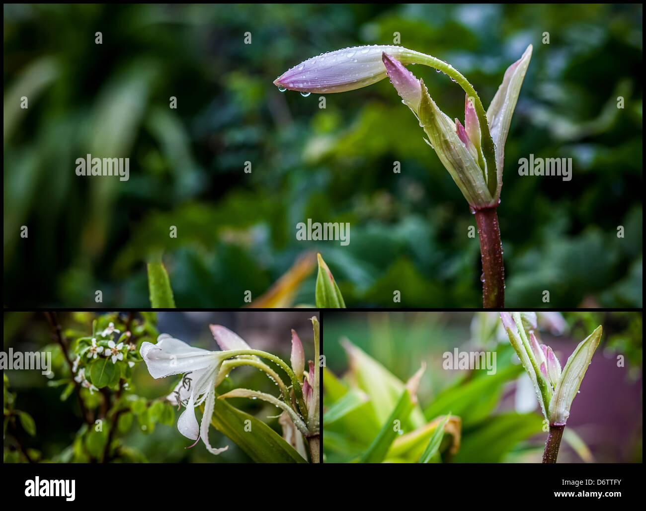 Small lily flowers hi-res stock photography and images - Alamy