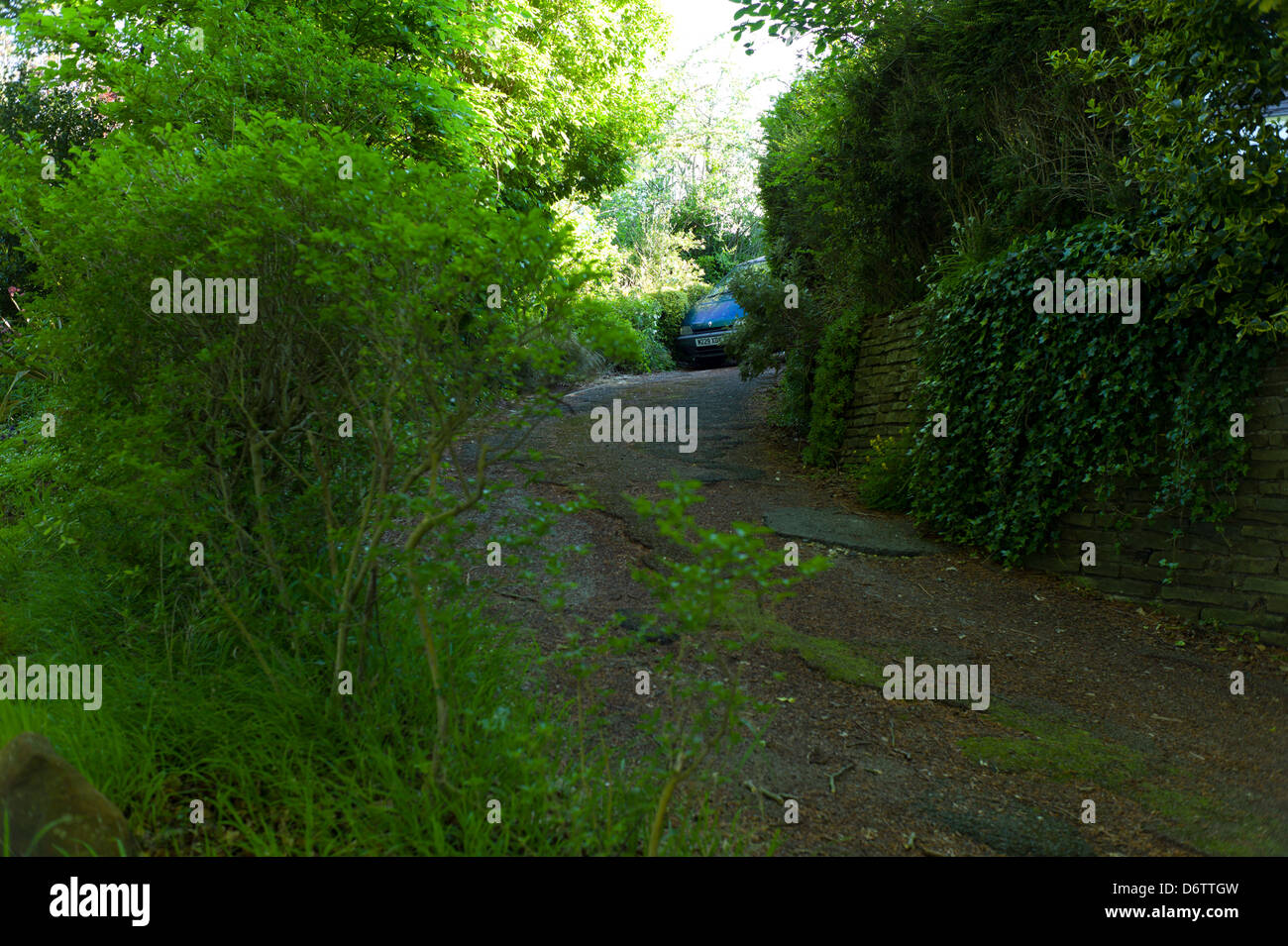car parked on long overgrown driveway, Brighton, UK Stock Photo - Alamy
