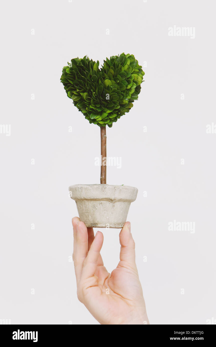 Hand holding heart-shaped plant Stock Photo - Alamy
