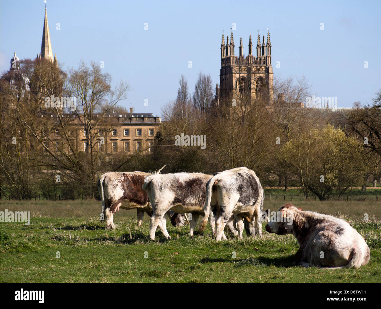 Cows grazing on Christ Church Meadows, Oxford Stock Photo - Alamy