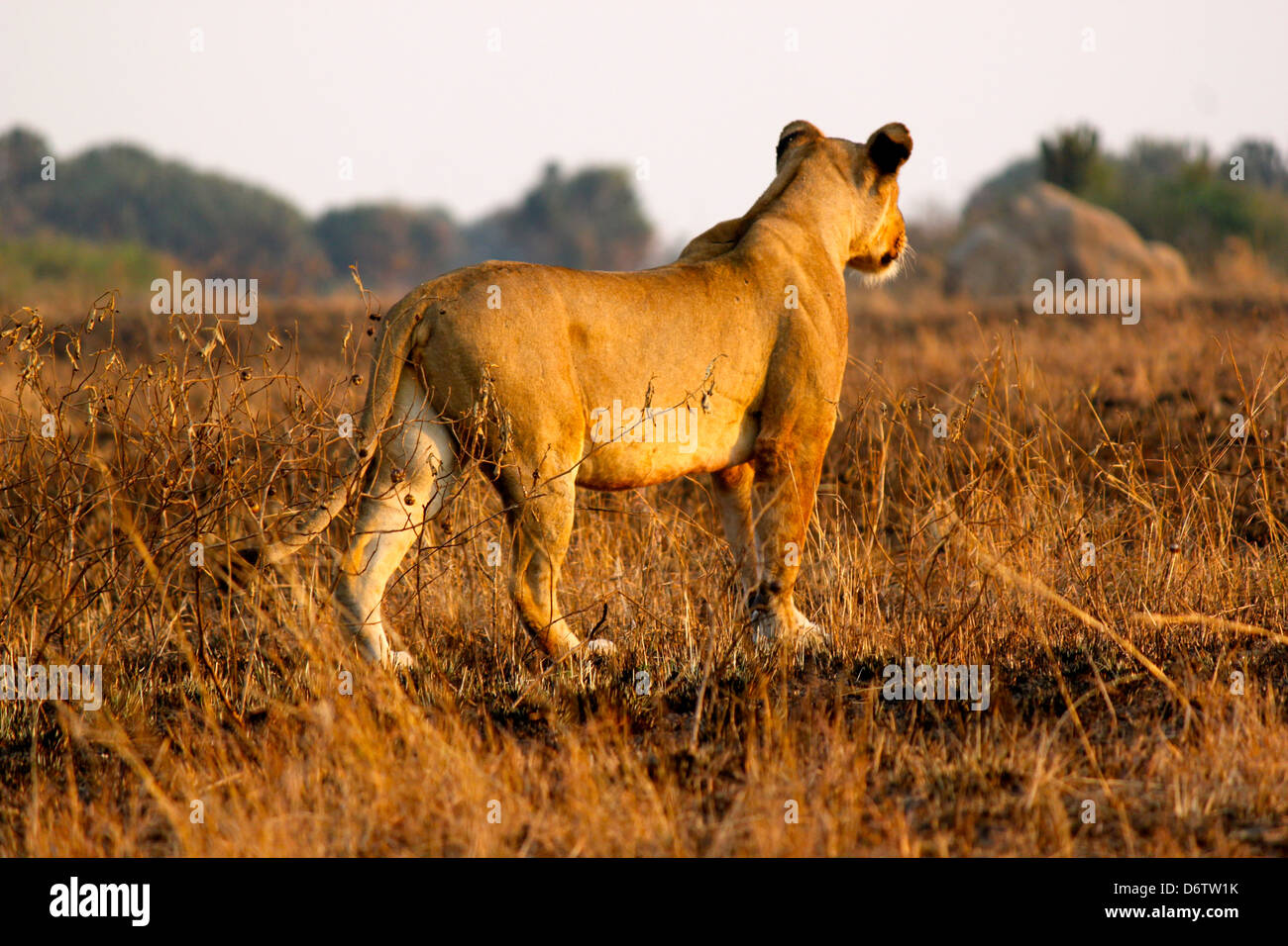 Lion queen hi-res stock photography and images - Alamy