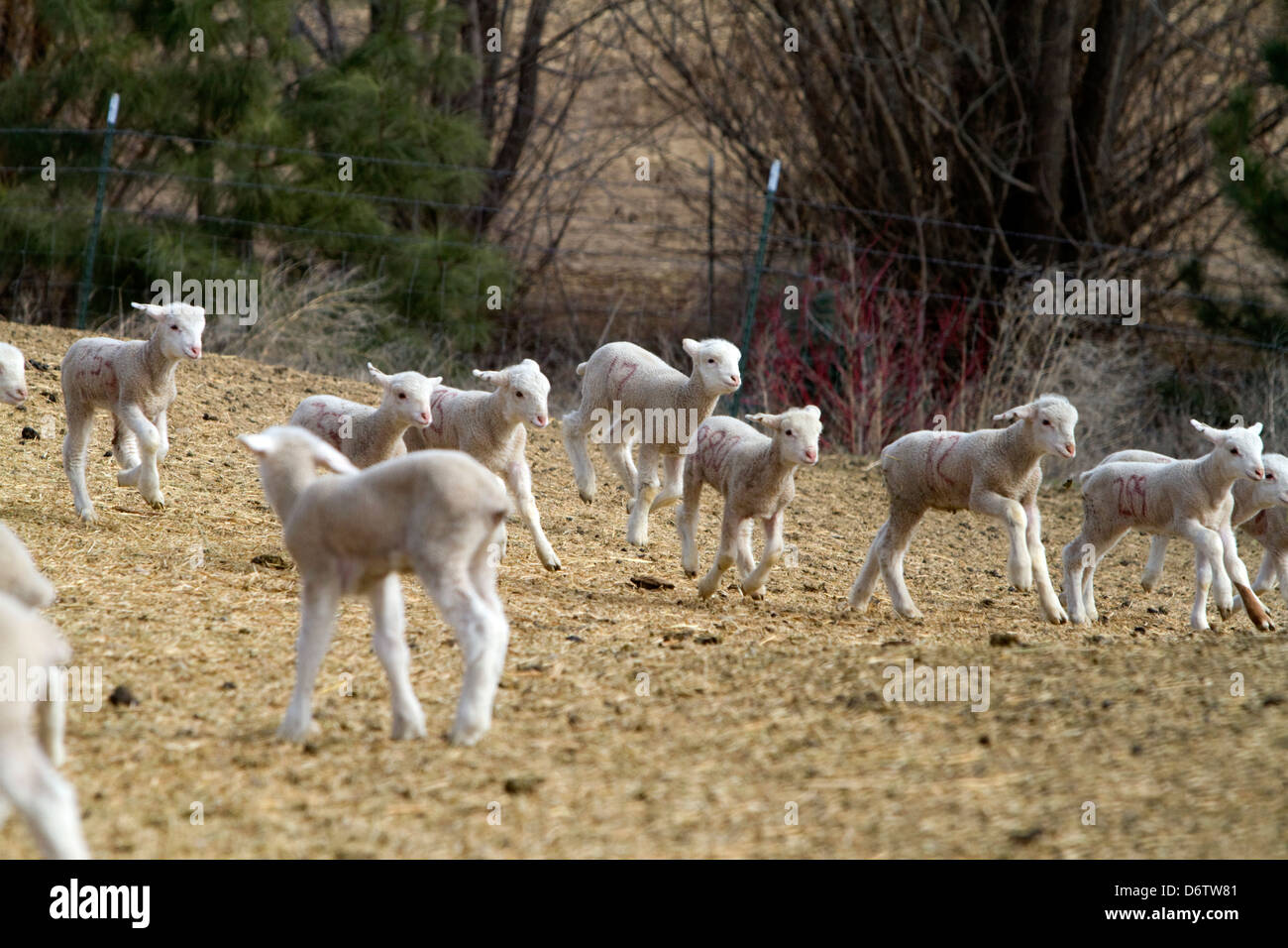Sheep ranch hi-res stock photography and images - Alamy