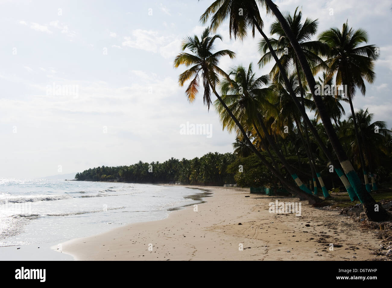 palm tree lined beach, Jacmel, Haiti, Caribbean Stock Photo - Alamy