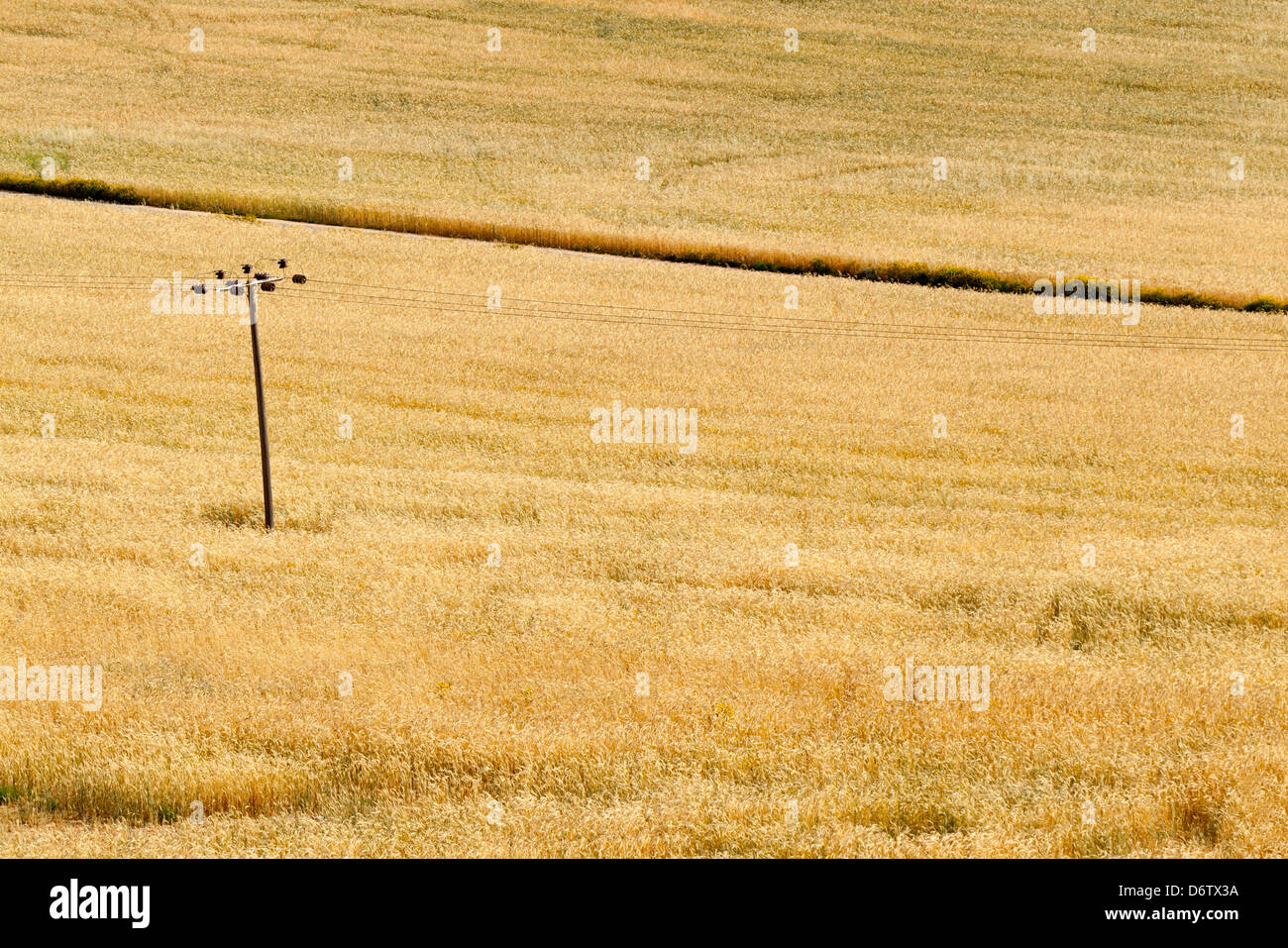 Agricultural cyprus hi-res stock photography and images - Alamy