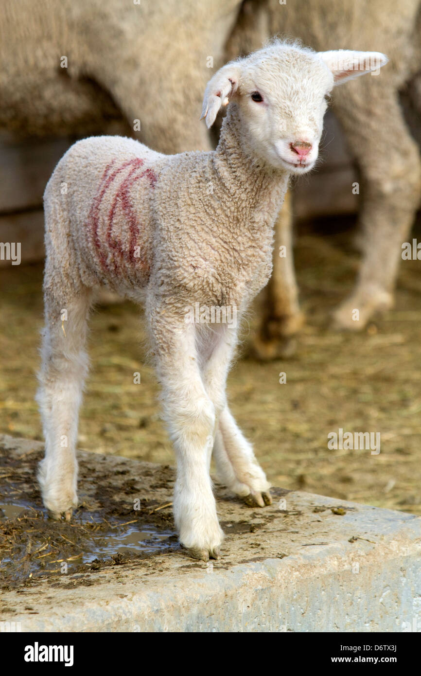 Sheep ranch hi-res stock photography and images - Alamy