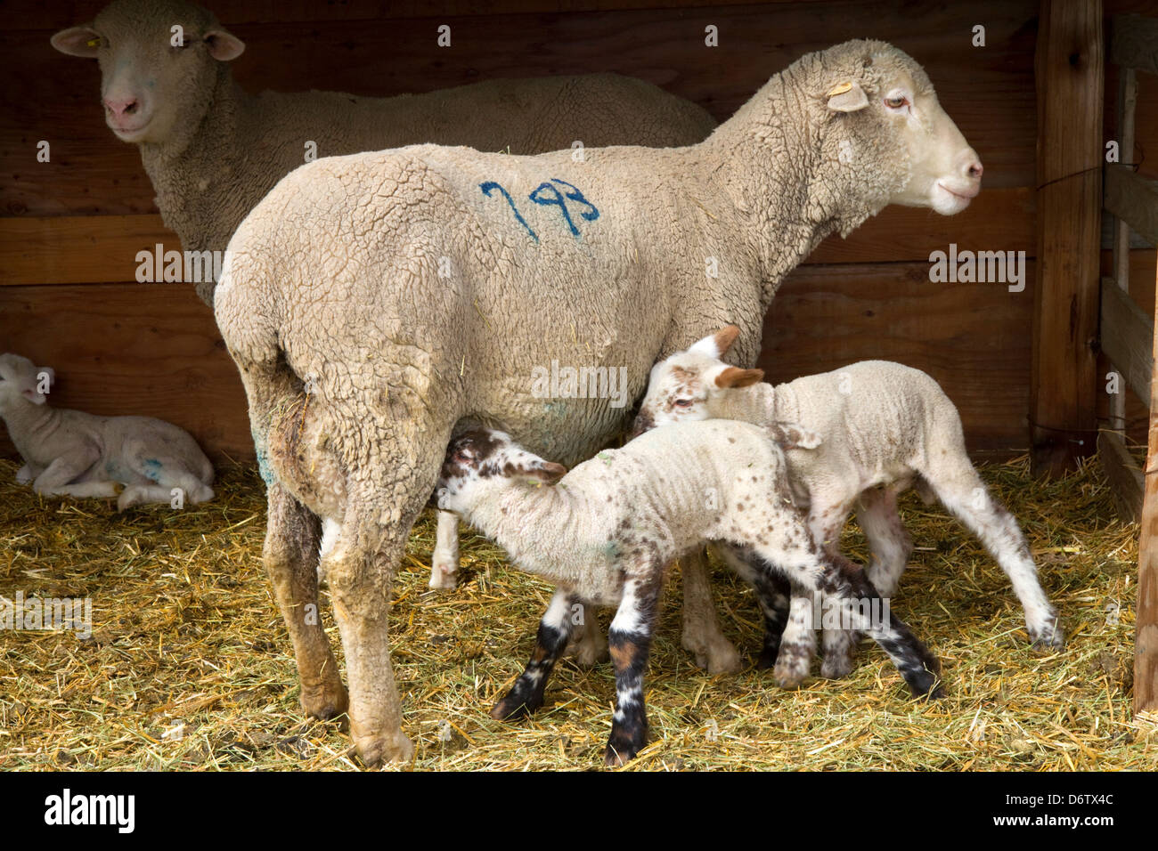 Nursing lamb hi-res stock photography and images - Alamy