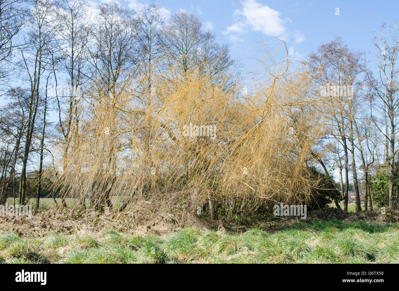 Golden willow hi-res stock photography and images - Alamy