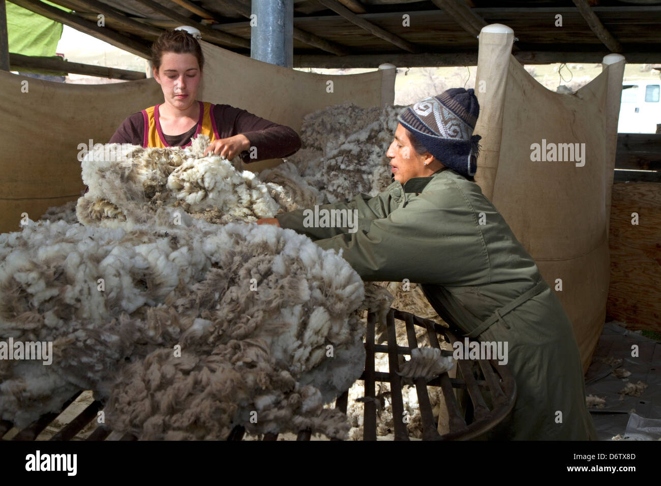 Sheep sheared shed hi-res stock photography and images - Alamy