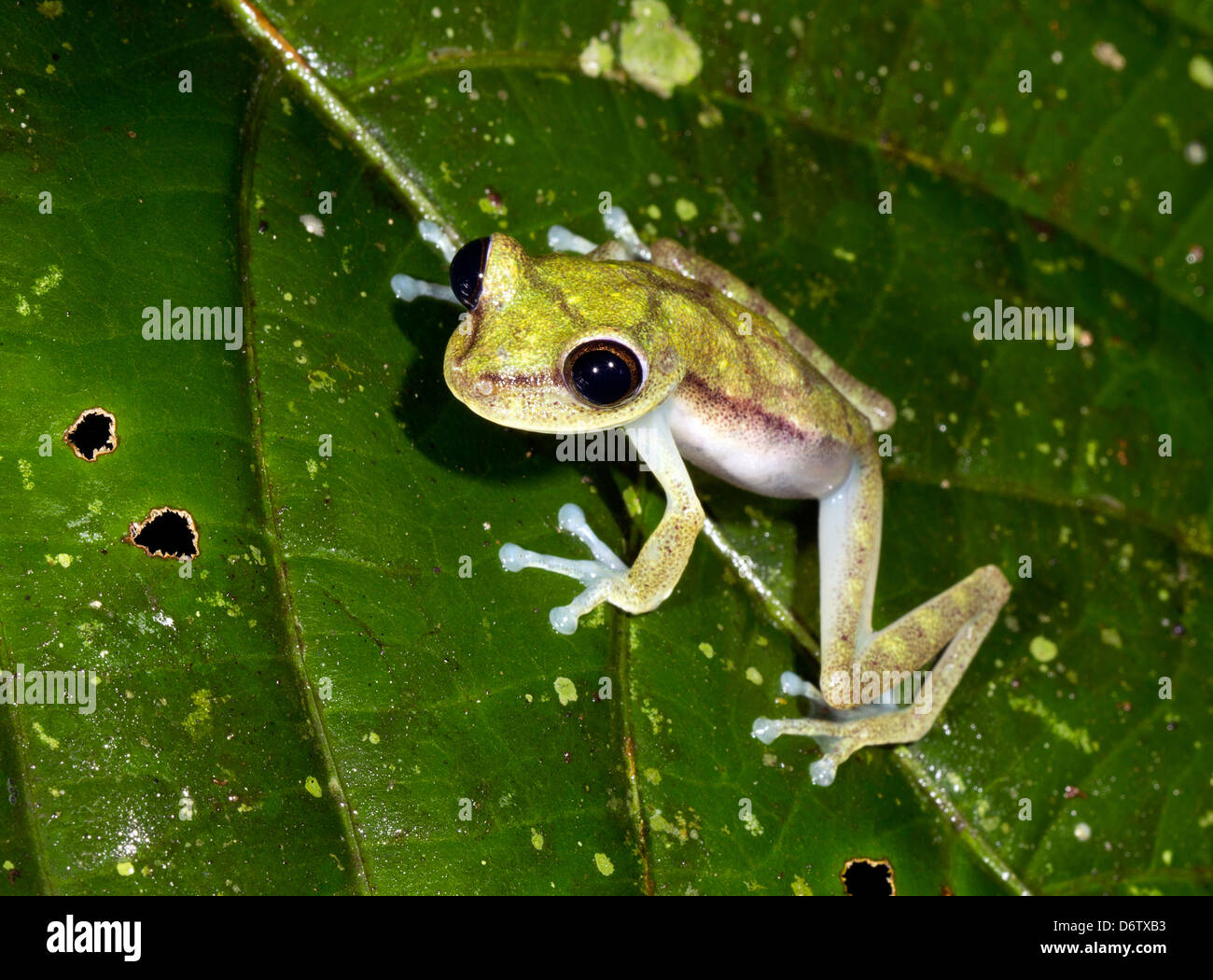 Nympha hi-res stock photography and images - Alamy