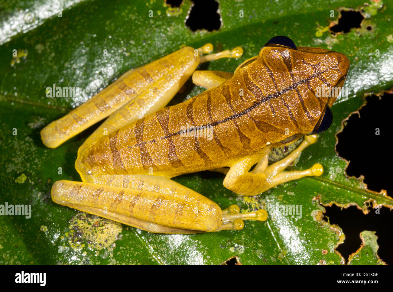 Quacking River Frog (Hypsiboas lanciformis) on a green leaf in the ...