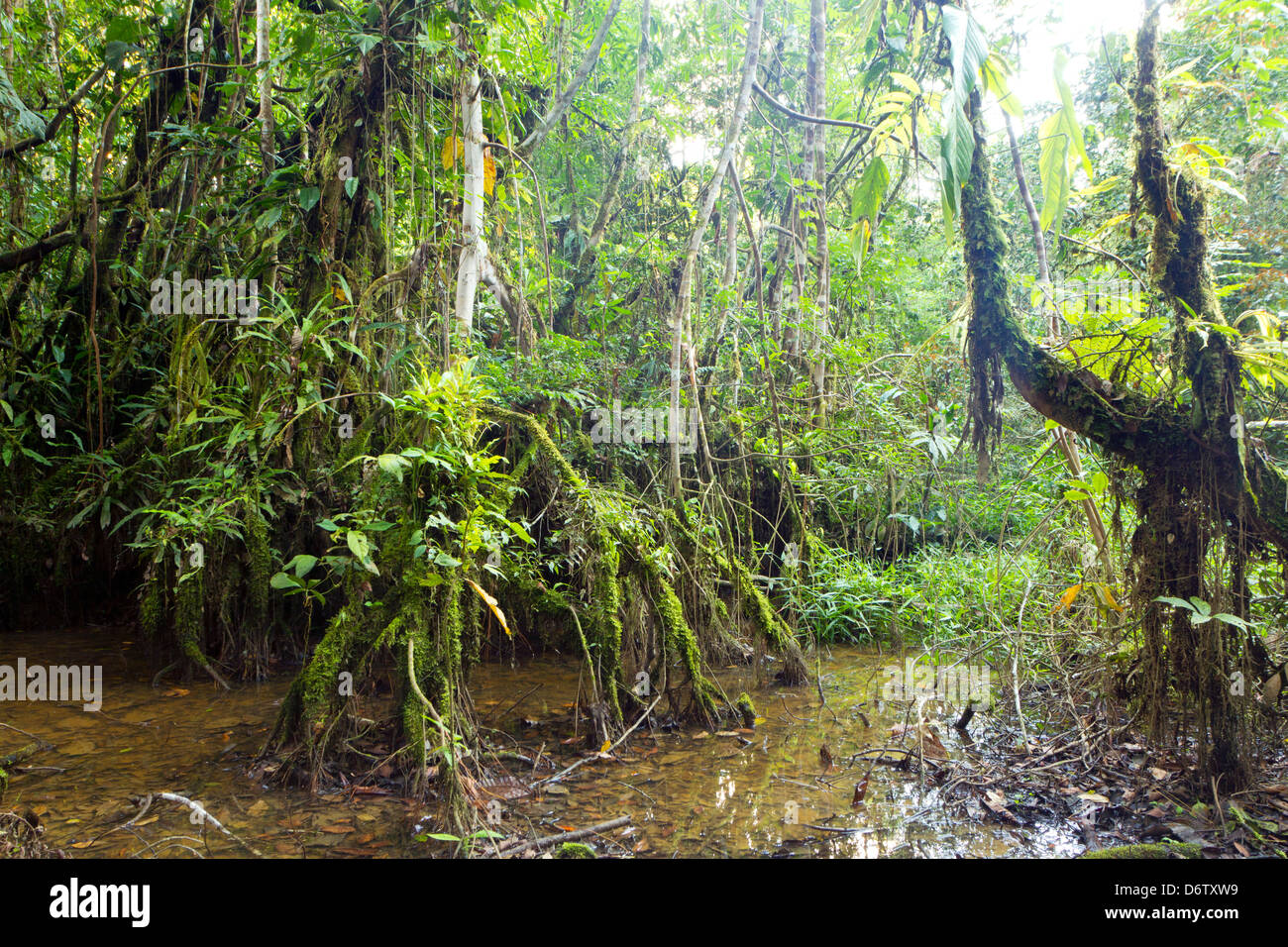 Interior of swamp forest near the edge of an Amazonian river in Ecuador ...