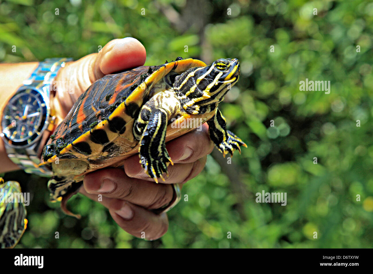 North american box turtle High Resolution Stock Photography and Images ...