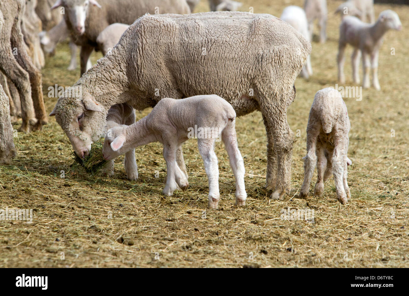 Lambs on a sheep ranch near Emmett, Idaho, USA Stock Photo - Alamy