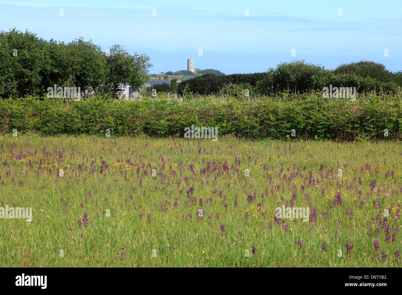 UK, Channel Islands, Guernsey, Field of Wild Flowers and distant Fort ...