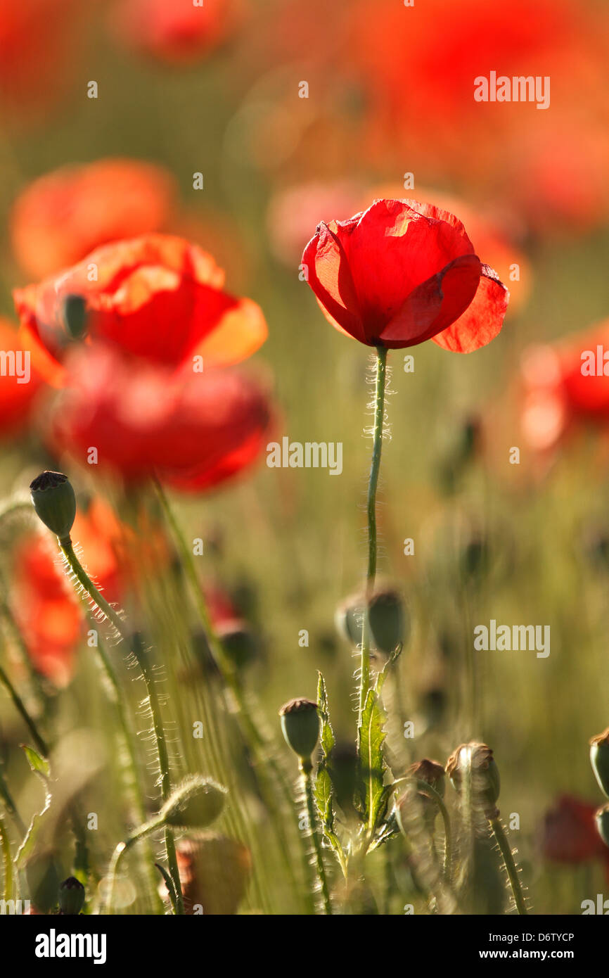 Poppies in a grassy field - Wildflowers and natural landscape ...
