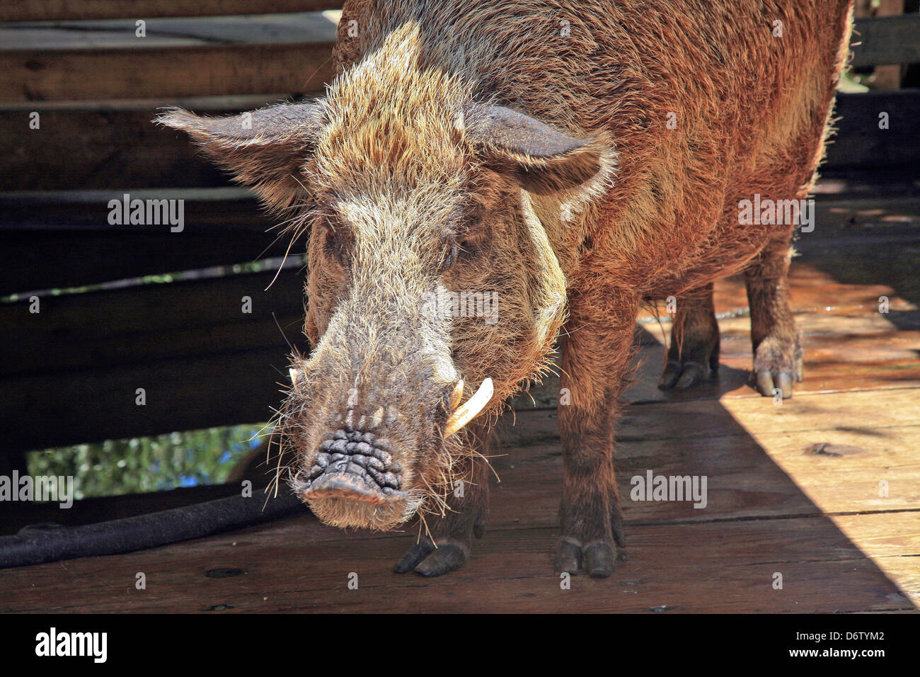 Wild hog usa hi-res stock photography and images - Alamy