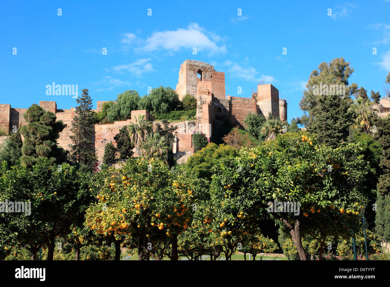 Spain, Andalucia, Malaga, Orange Trees in Front of The Alcazaba Stock ...