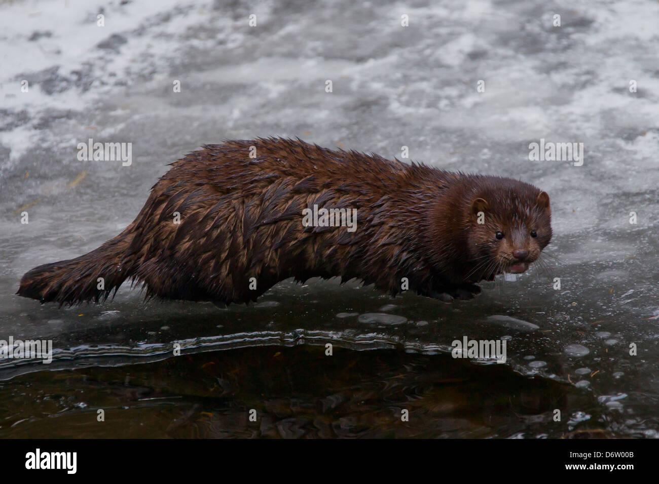 American mink (Neovison vison / Mustela vison), mustelid native to ...