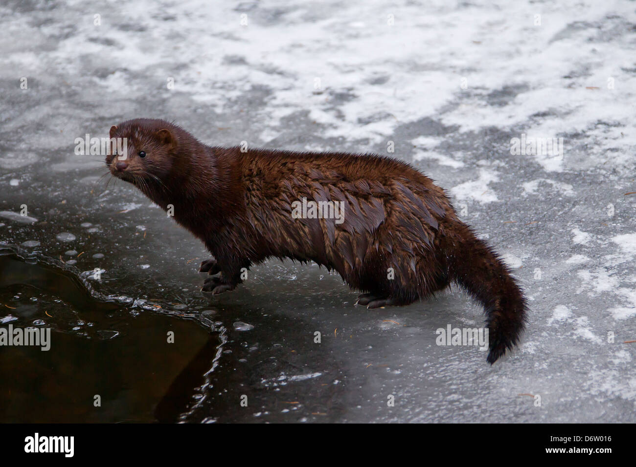 American mink (Neovison vison / Mustela vison), mustelid native to ...