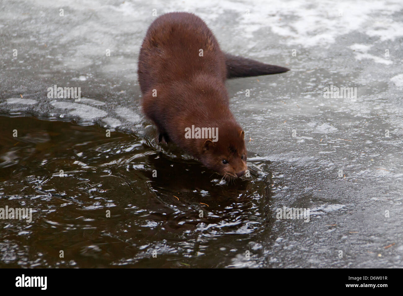North american mink in uk hi-res stock photography and images - Alamy