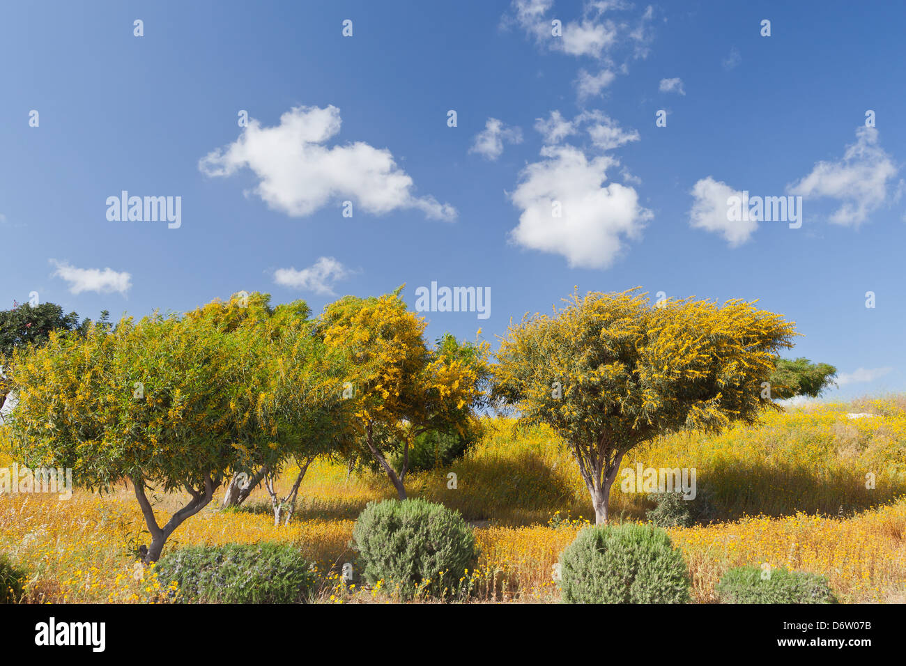 Cyprus - South Cyprus landscape with blooming trees Stock Photo - Alamy