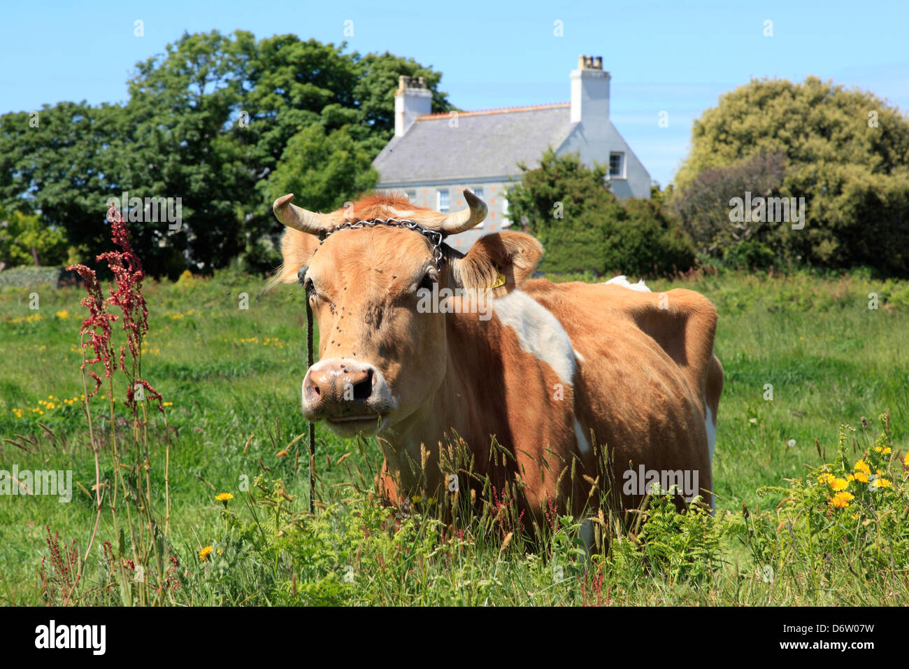 UK, Channel Islands, Guernsey, Cow on pasture Stock Photo - Alamy