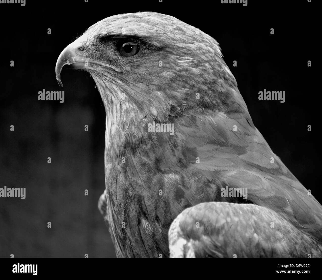 Sacred falcon Black and White Stock Photos & Images - Alamy