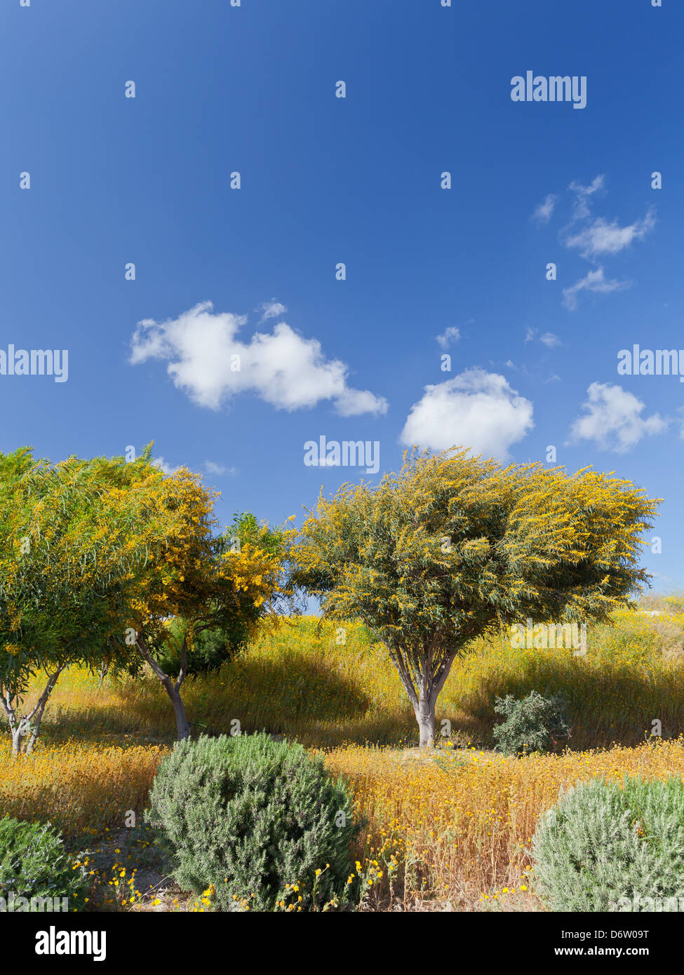 Cyprus - South Cyprus landscape with blooming trees Stock Photo - Alamy