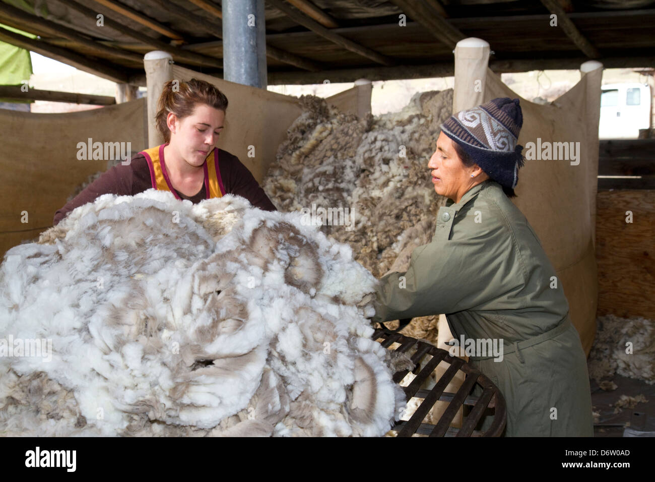 Sheep being sheared in a shearing shed near Emmett, Idaho, USA Stock ...