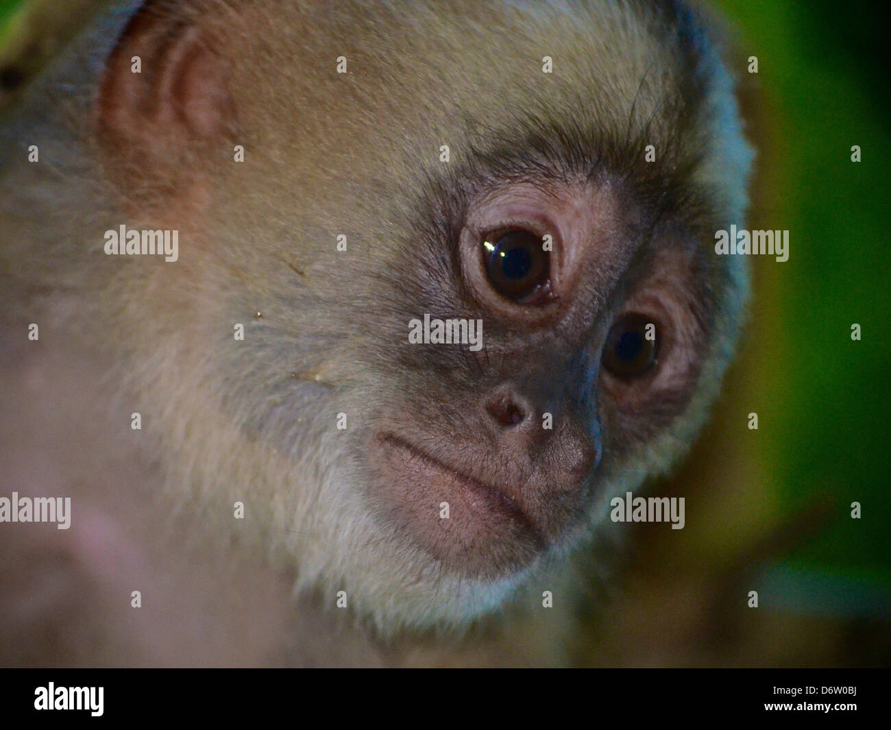 Amazon rainforest monkey hi-res stock photography and images - Alamy