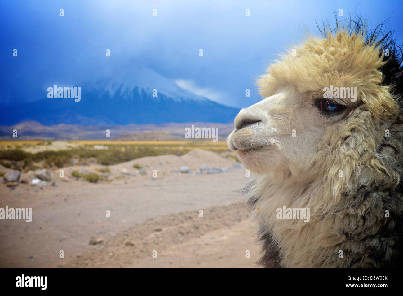 Llama chile hi-res stock photography and images - Alamy