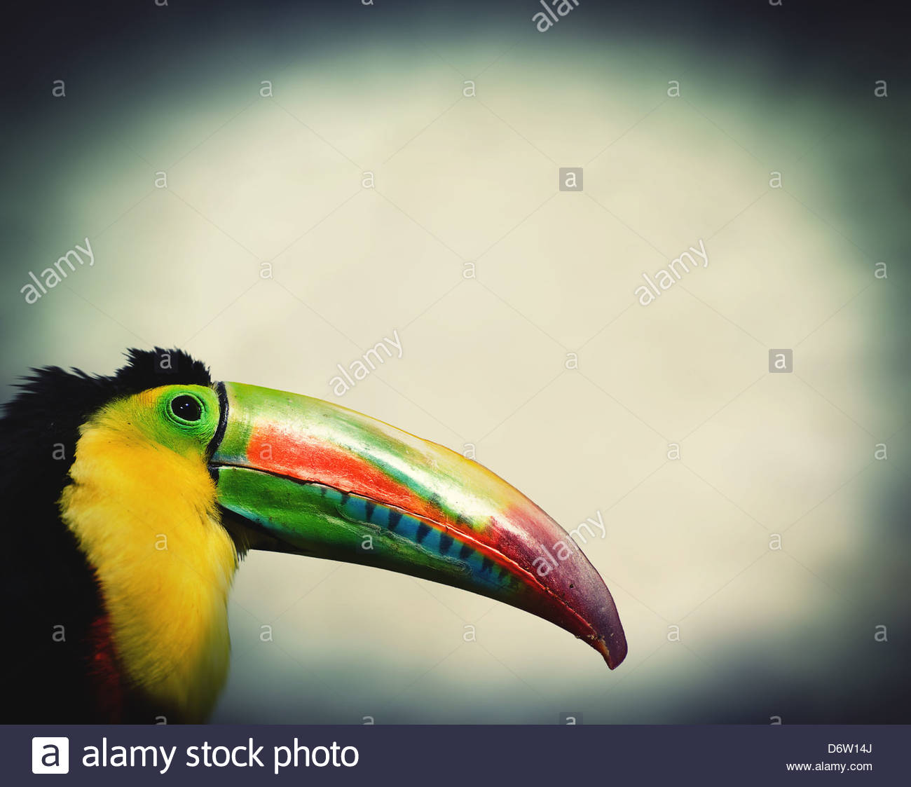Toucan Stock Photos & Toucan Stock Images - Alamy
