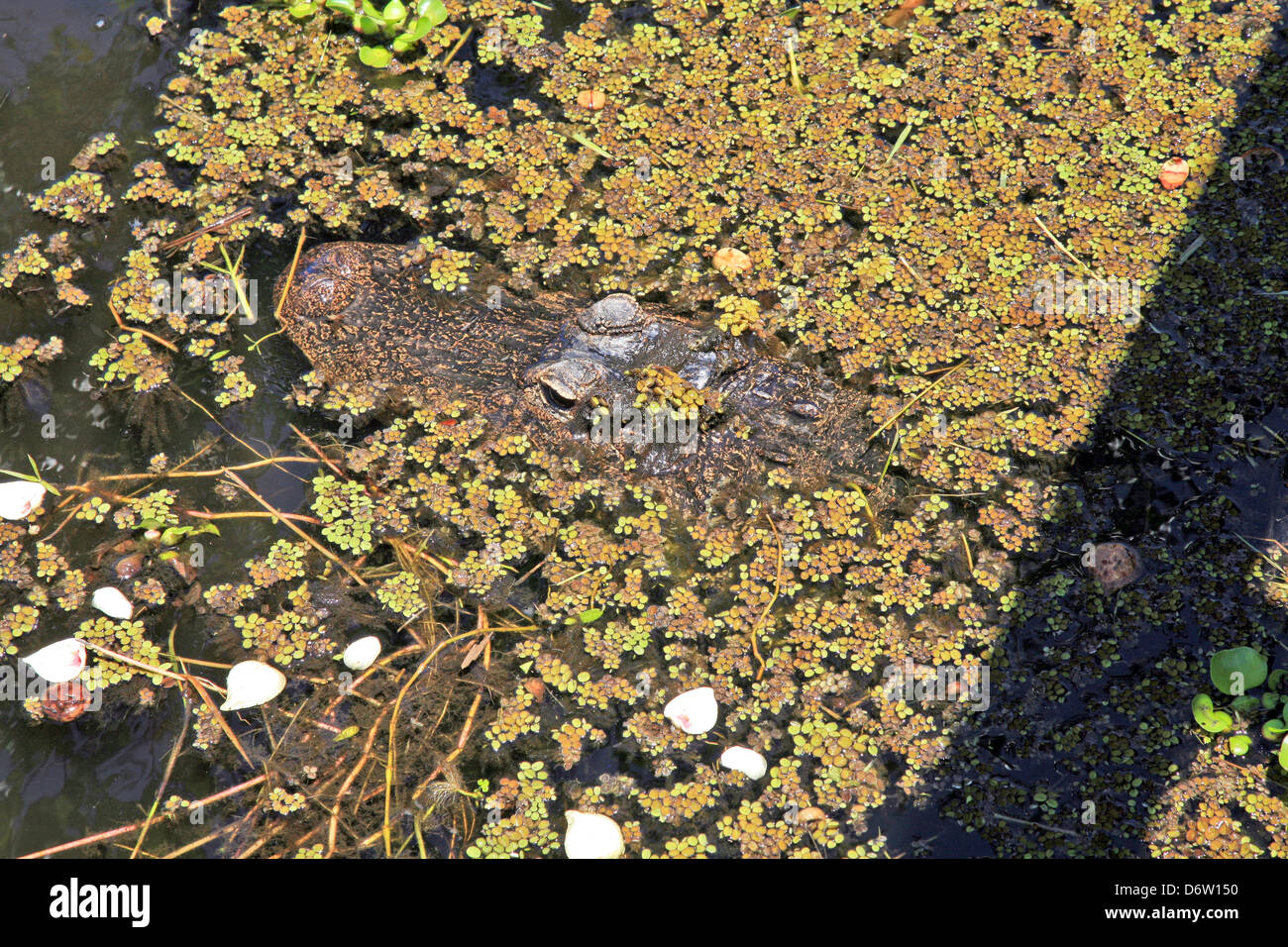 Alligator Alley High Resolution Stock Photography and Images - Alamy