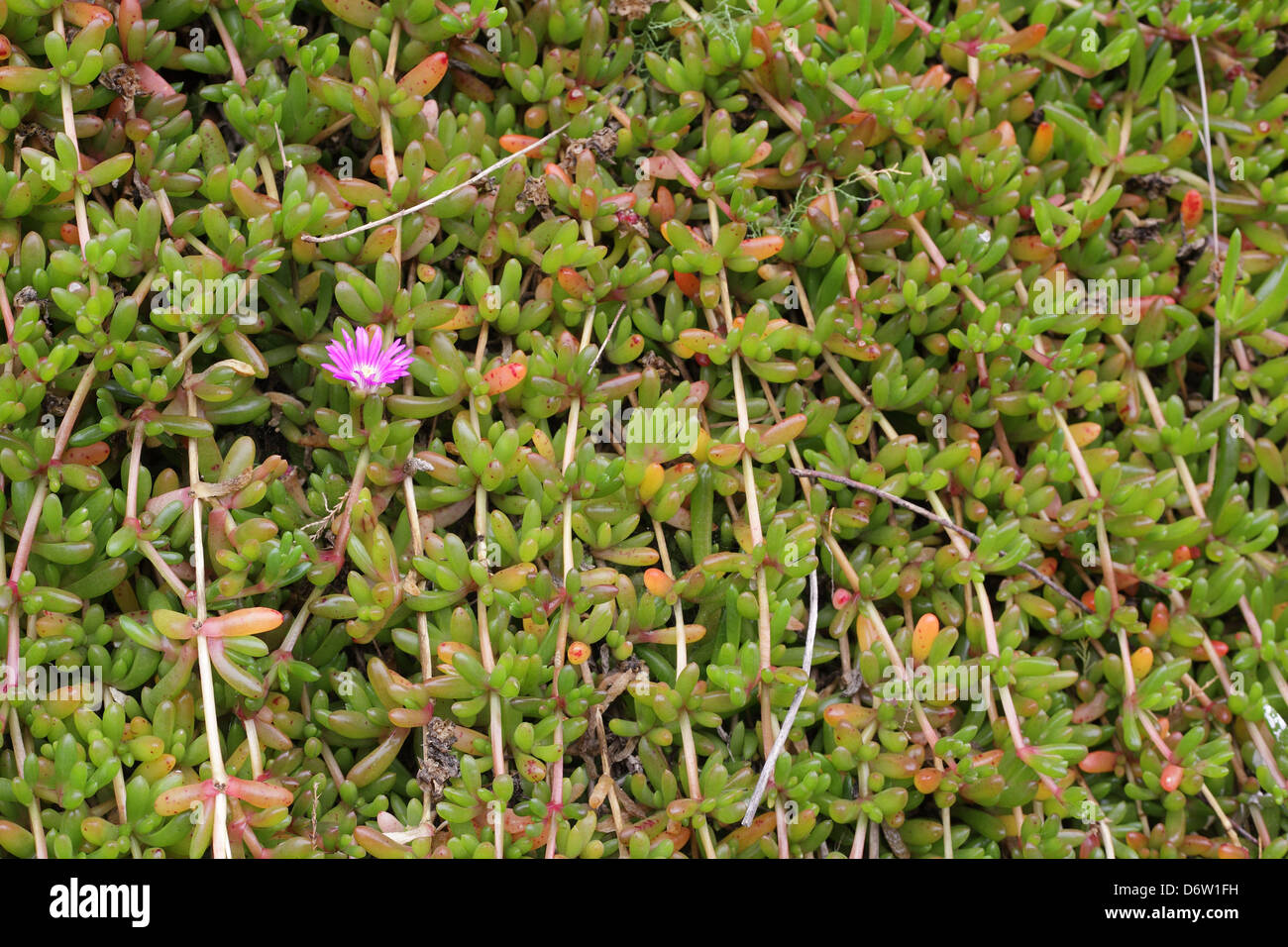 A mass of leaves hi-res stock photography and images - Alamy