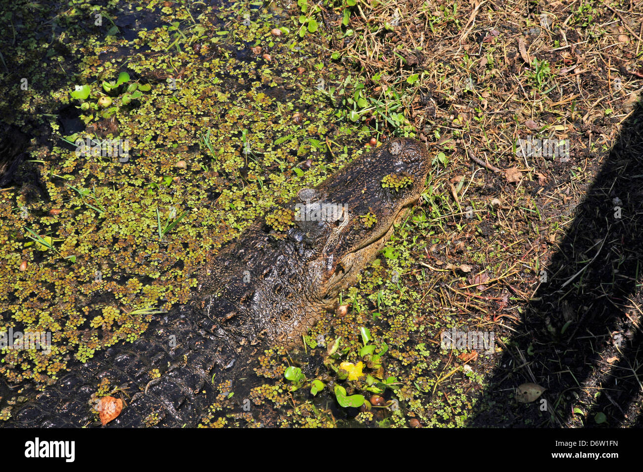 Alligator hidden in the swamp of the America;USA;Florida;Everglades ...