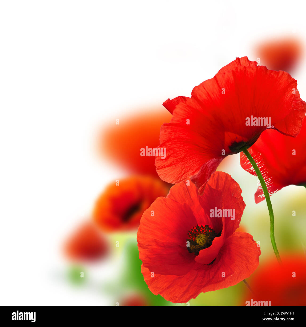 poppies white background, green and red floral design, frame Stock ...