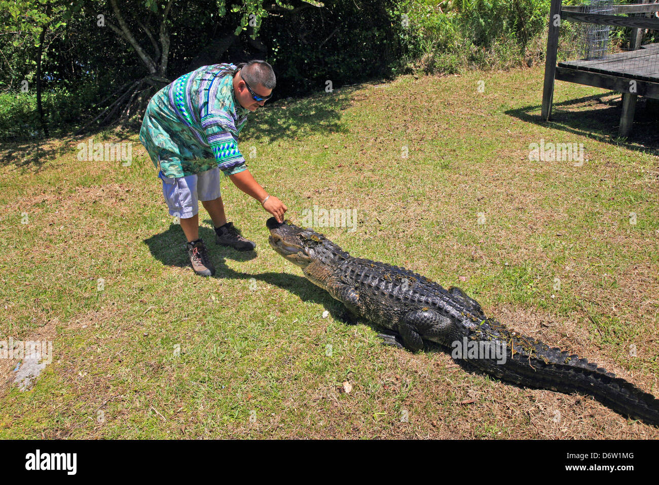 Native seminole indian feeding alligator hi-res stock photography and ...