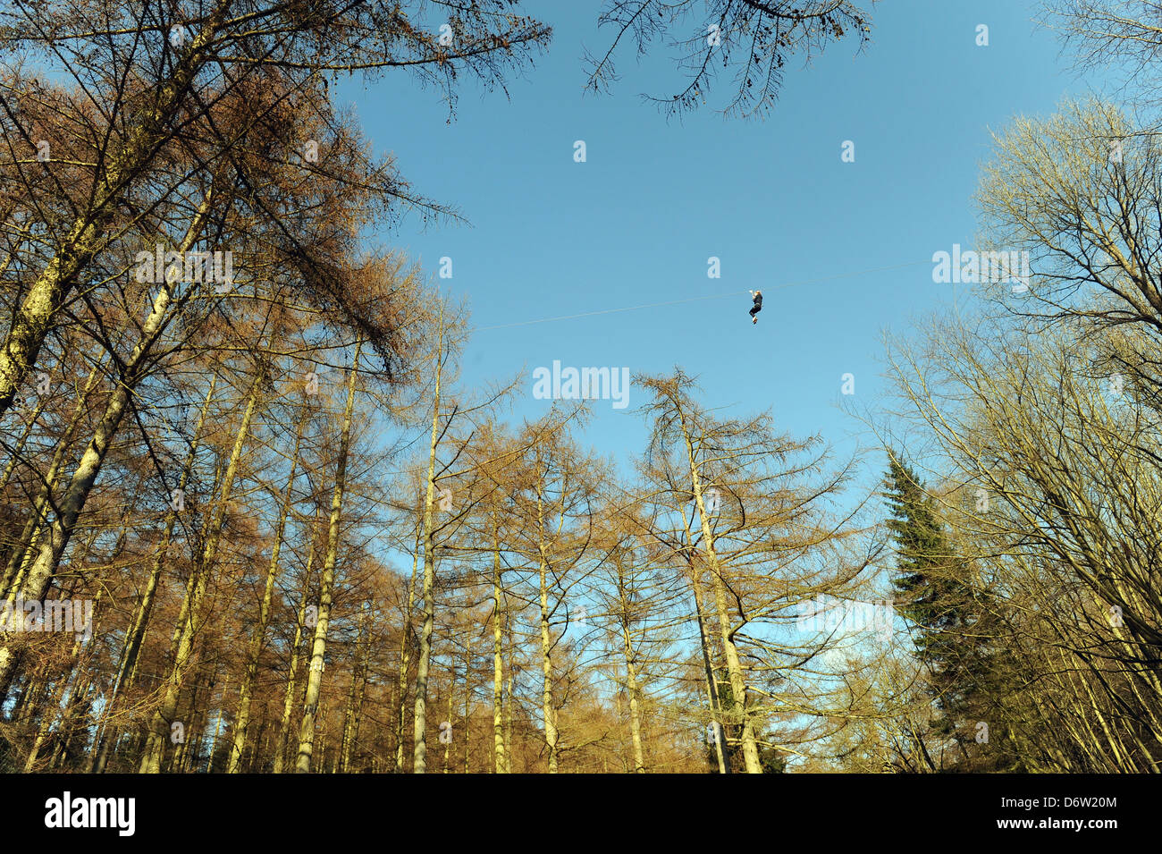 teenager on the GO Ape obstacle course at Dalby forest , england uk ...