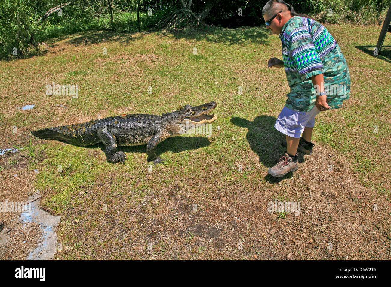 Native Seminole Indian feeding a Alligator in the America;USA;Florida ...