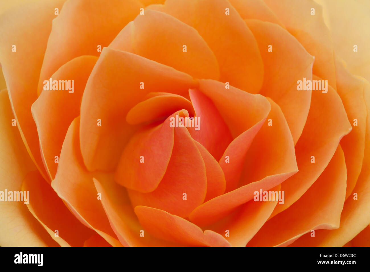 Close up of orange rose petals Rosa Stock Photo - Alamy