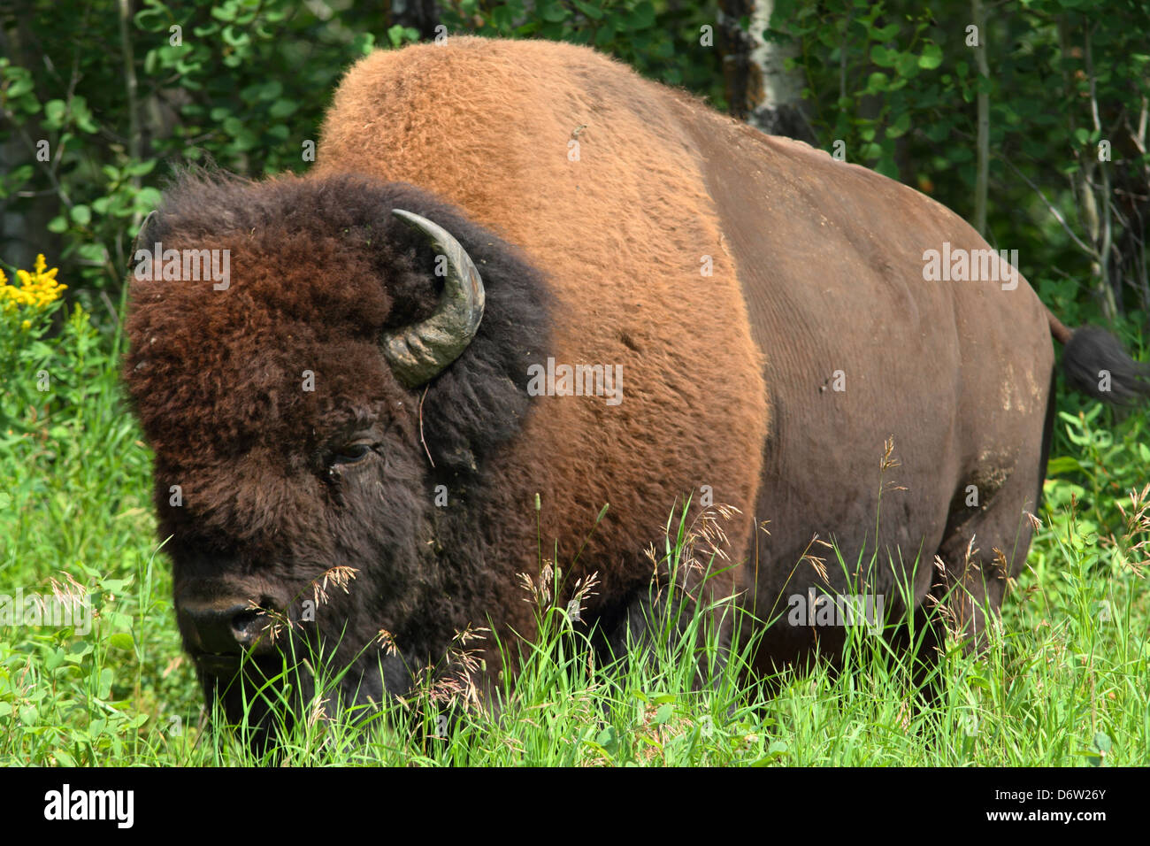 a large male plains bison Stock Photo - Alamy