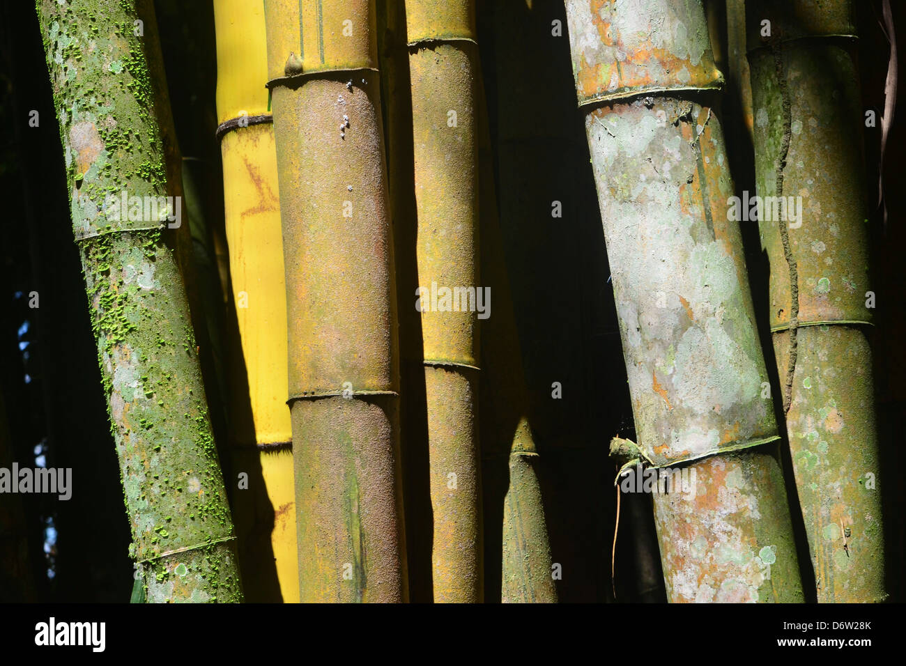 bamboo in the amazon rainforest Stock Photo - Alamy
