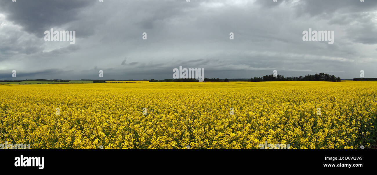 a panoramic view of a canola field in full bloom Stock Photo - Alamy