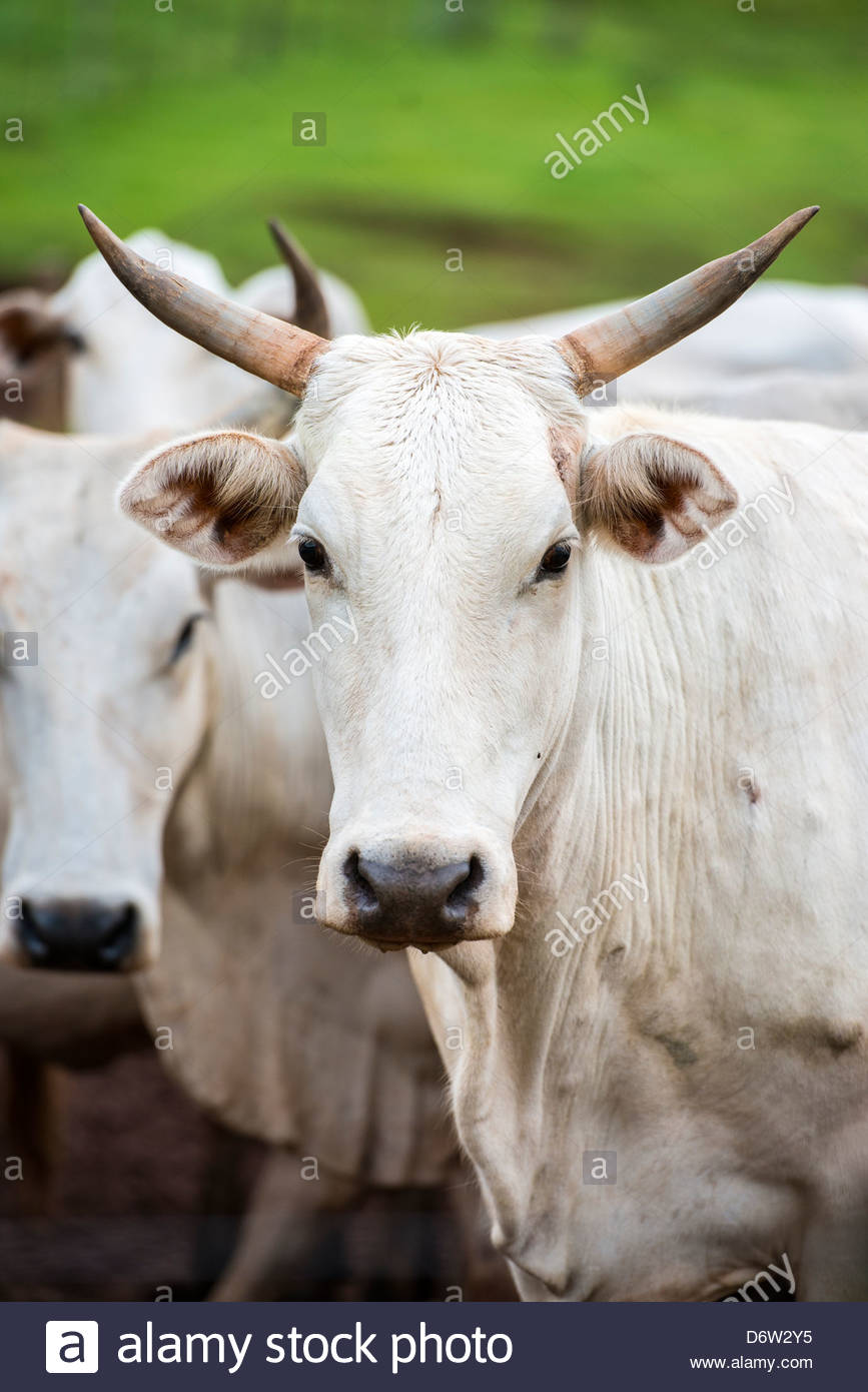 Brazilian Meat Stock Photos & Brazilian Meat Stock Images - Alamy