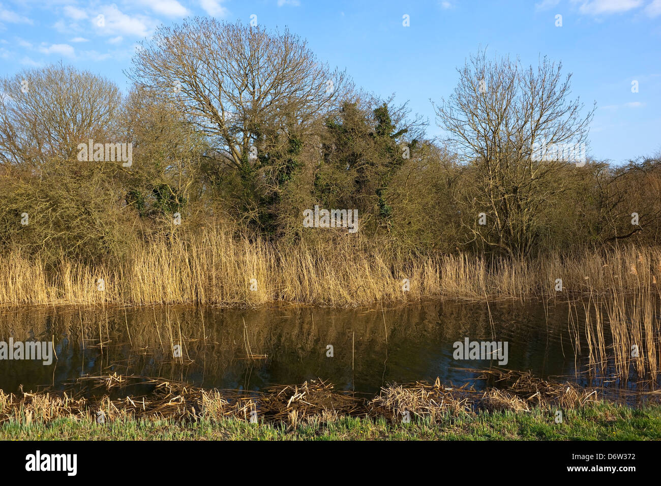 Reeds under water hi-res stock photography and images - Alamy