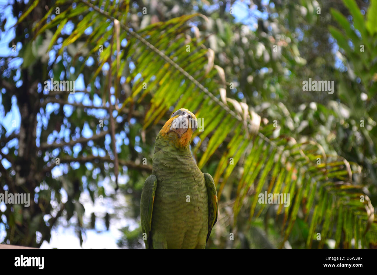 Green parrot amazon rainforest hi-res stock photography and images - Alamy