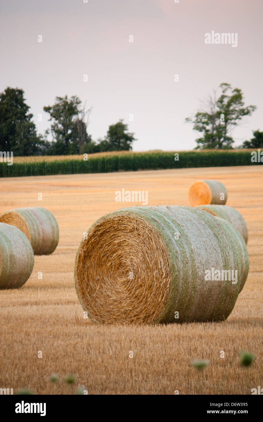 Large round bales hi-res stock photography and images - Alamy