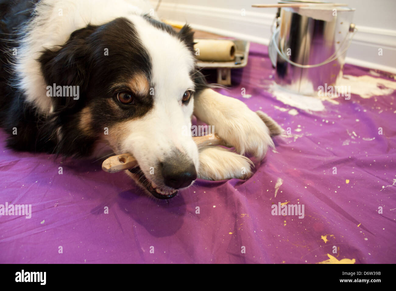 Dog paint brush hi-res stock photography and images - Alamy