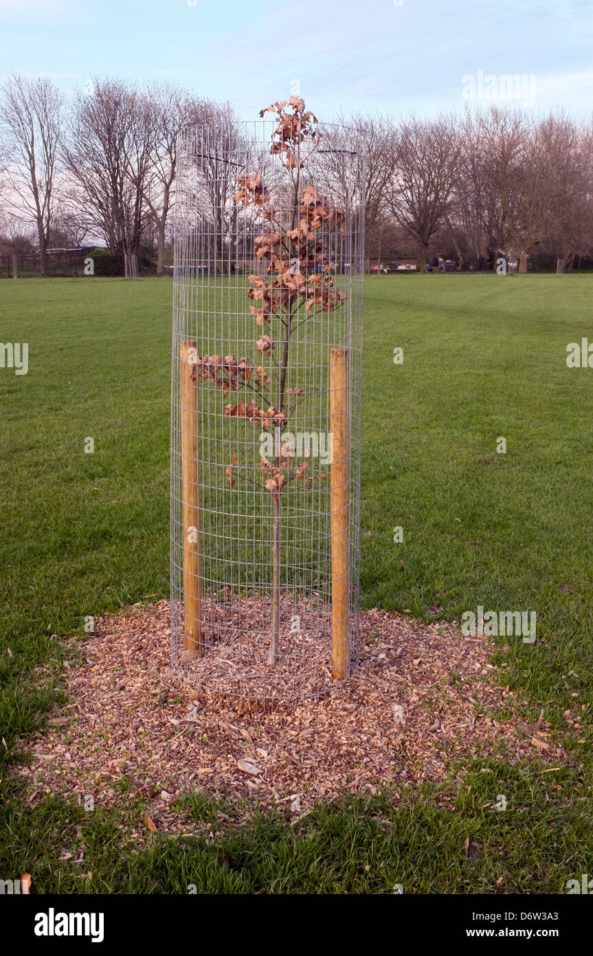 Tree cage hi-res stock photography and images - Alamy