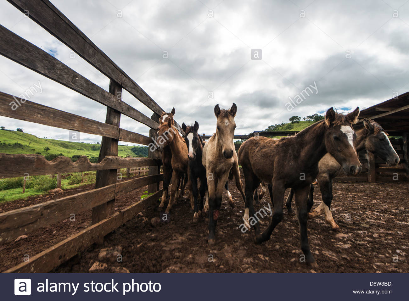 Criollos Horse High Resolution Stock Photography and Images - Alamy
